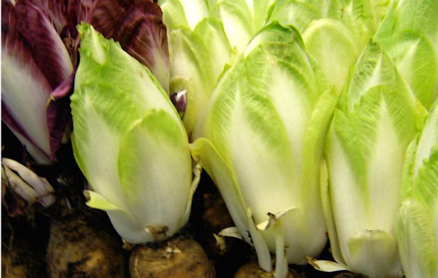 Endívia: conheça tudo sobre esse vegetal - Cook Mania